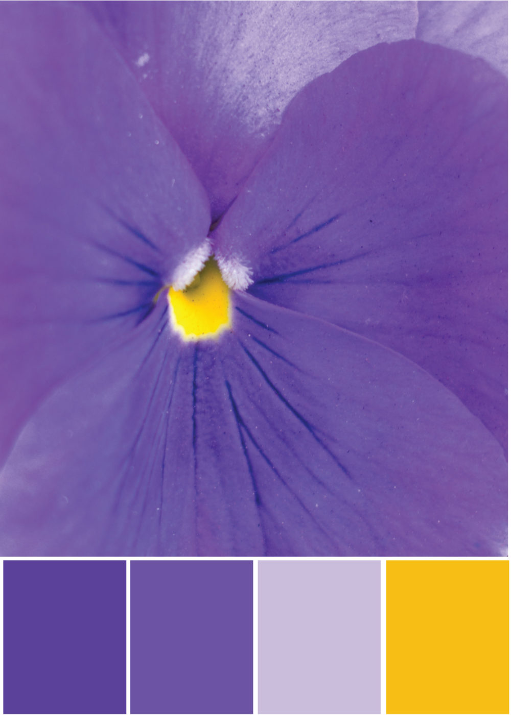 Inspirierende Lila Farbkombinationen und Lila Farbpaletten